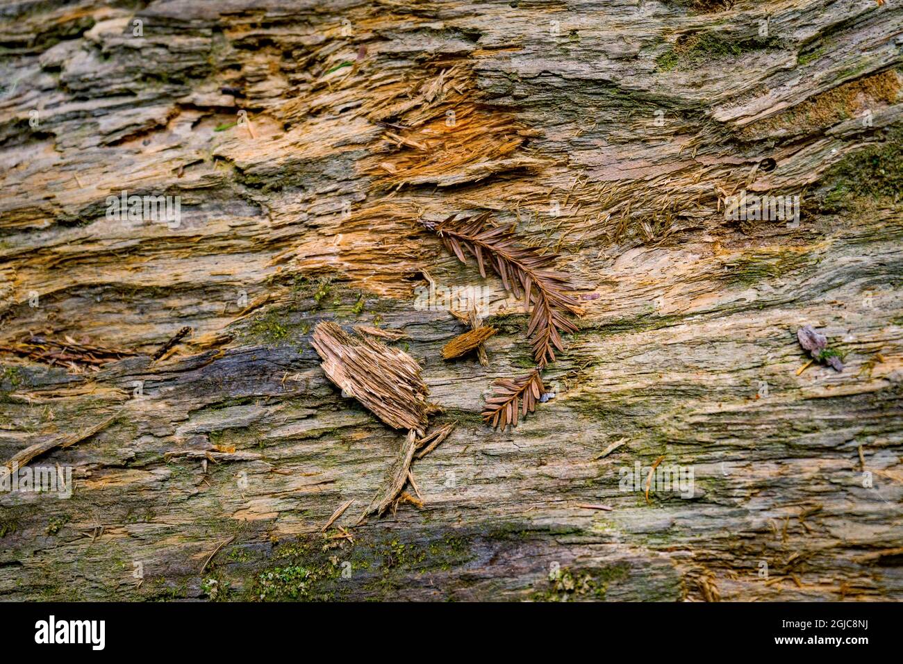 Colorful abstract background of tree bark, Redwoods National Park ...