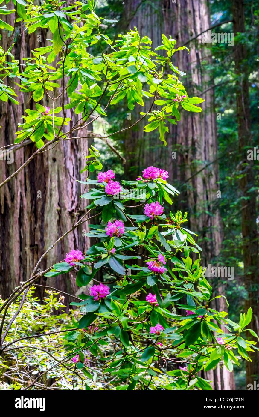 Green towering trees, pink rhododendron, Lady Bird Johnson Grove ...