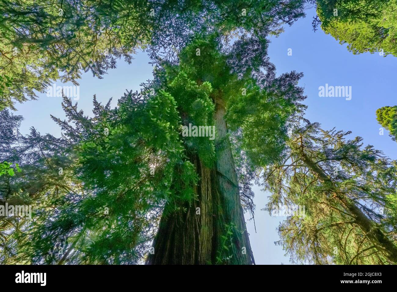 Green towering tree, Redwoods National Park, Newton B Drury Drive ...