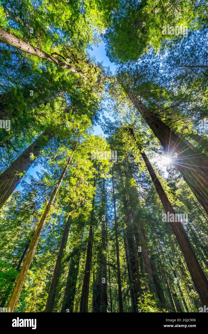 Sun shining through towering tree, Redwoods National Park, Newton B ...