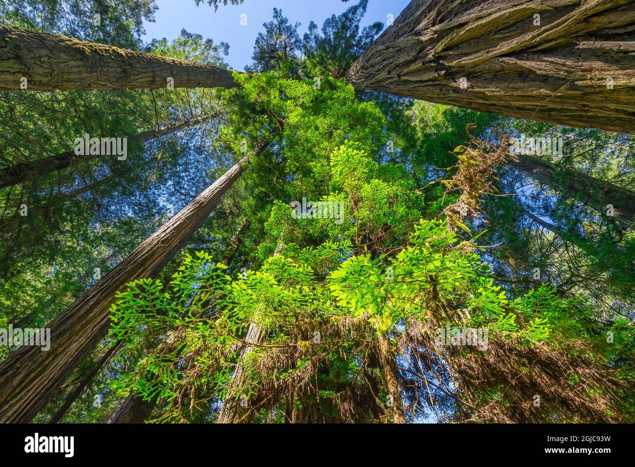 Green towering tree, Redwoods National Park, Newton B Drury Drive ...
