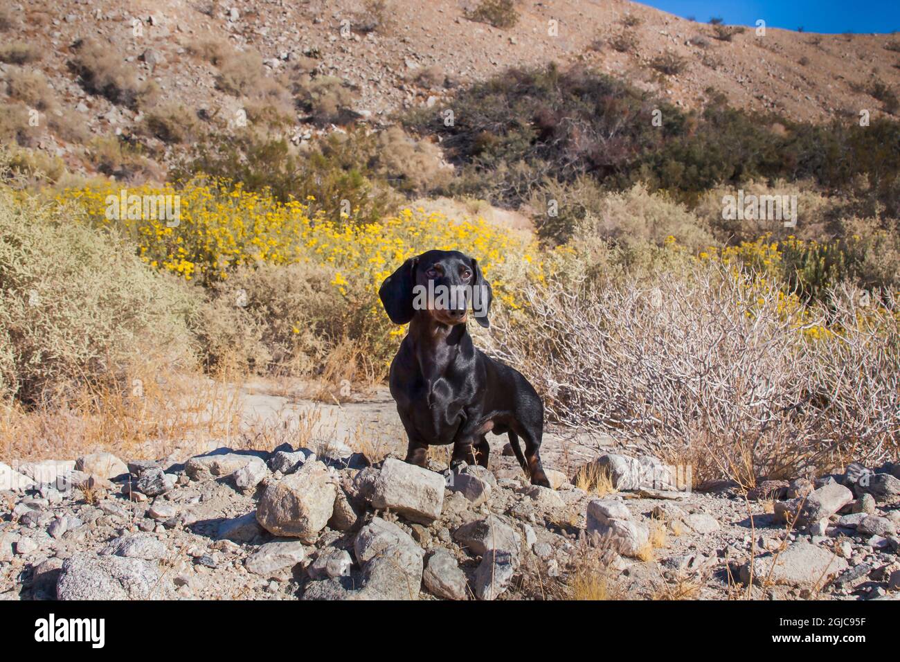 Doxen in the desert Stock Photo - Alamy