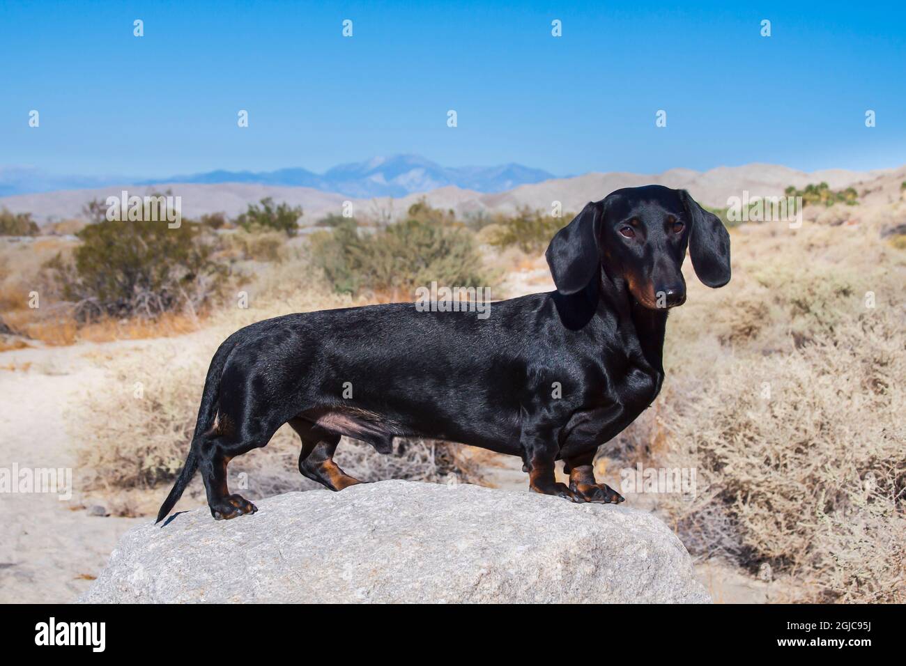 Doxen in the desert Stock Photo - Alamy