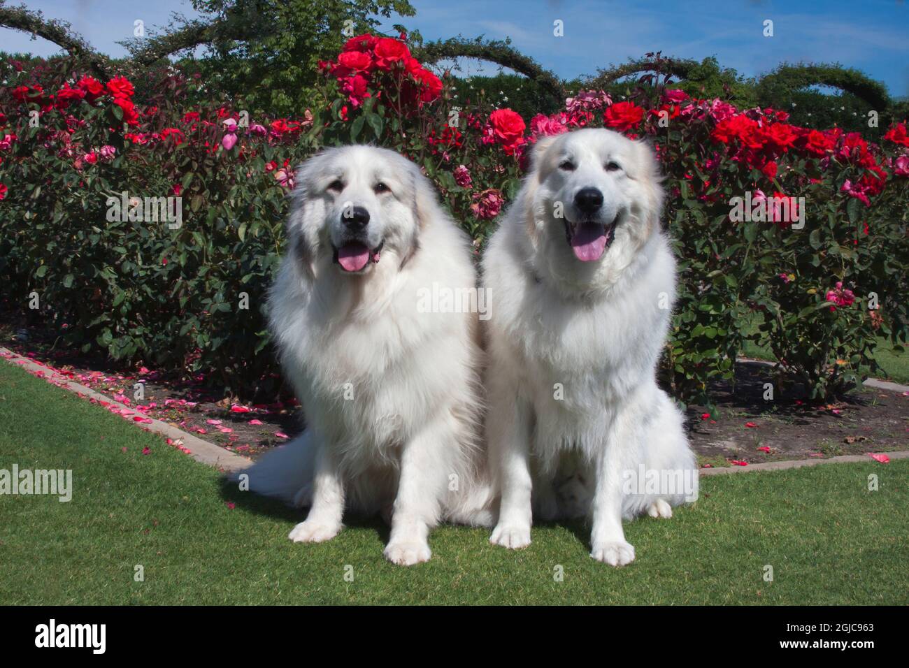 Great Pyrenees in rose garden Stock Photo - Alamy