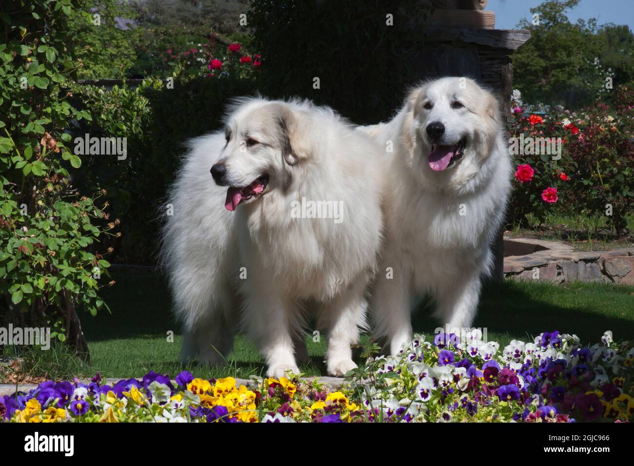 Great Pyrenees in flower garden Stock Photo - Alamy