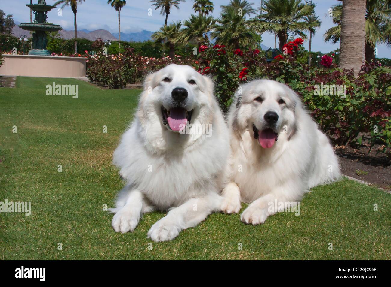 Great pyrenees lying down High Resolution Stock Photography and Images ...