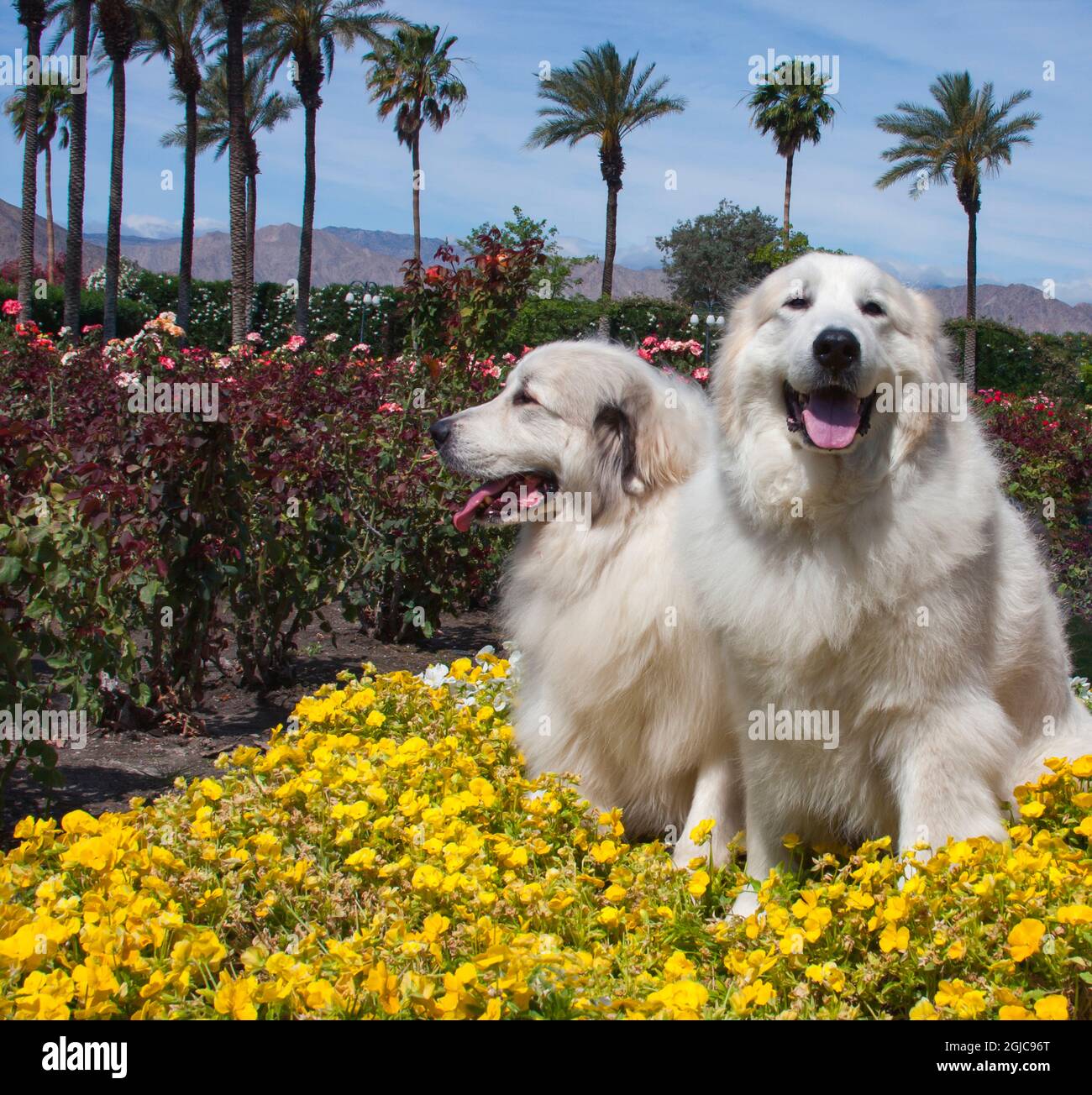 Great Pyrenees in flower garden Stock Photo - Alamy
