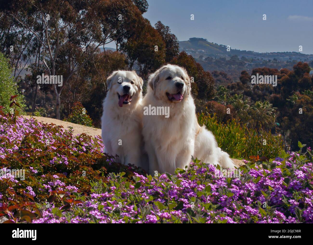 Great Pyrenees in flower garden Stock Photo - Alamy