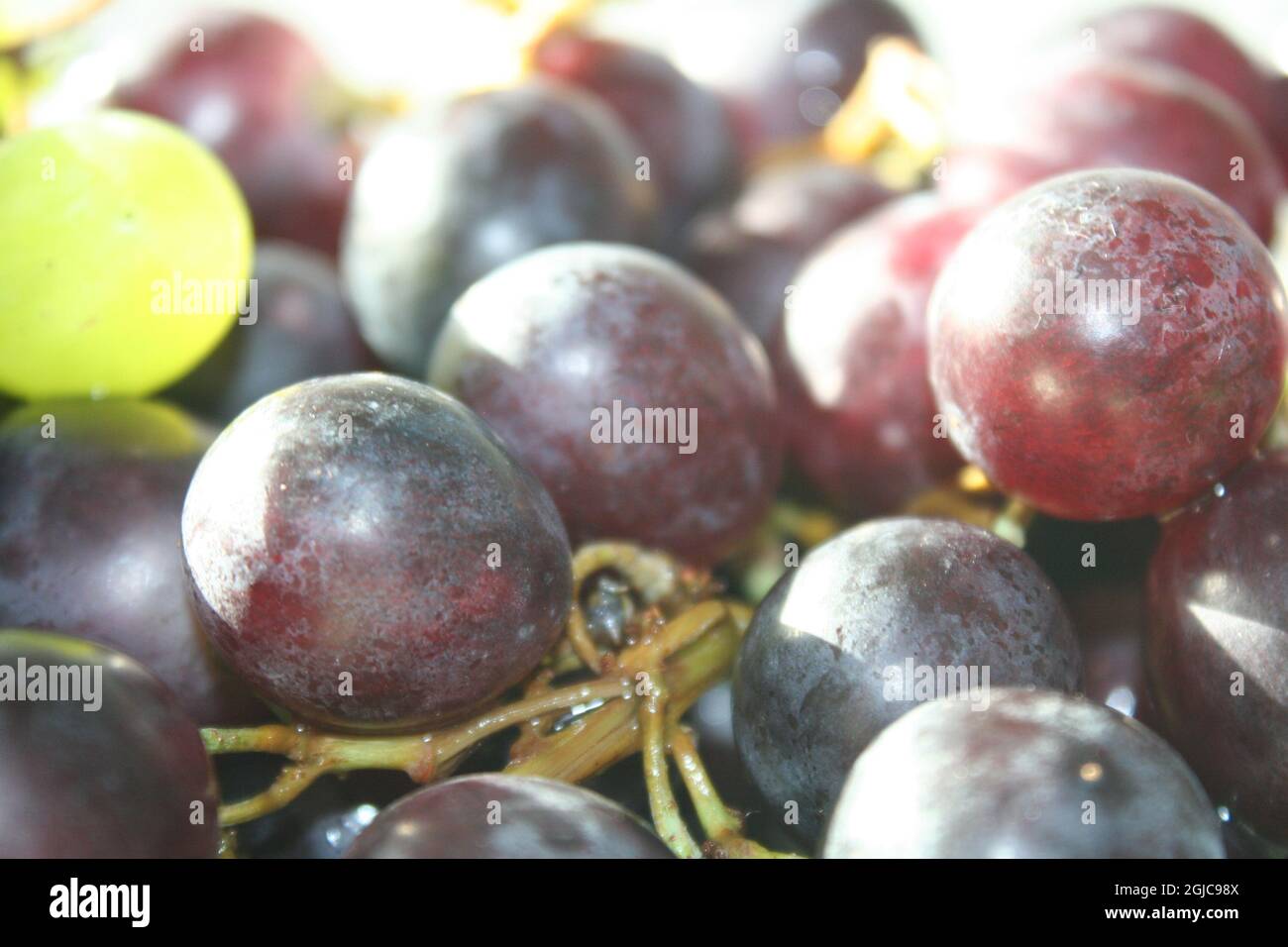 Grapa hi-res stock photography and images - Alamy