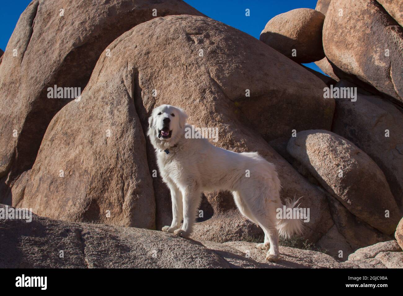 Great Pyrenees on granite boulders Stock Photo - Alamy