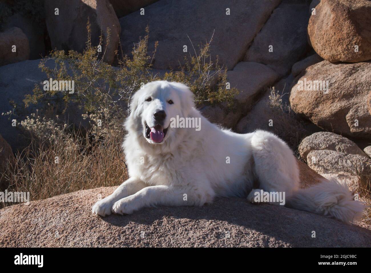 Great Pyrenees on granite boulders Stock Photo - Alamy