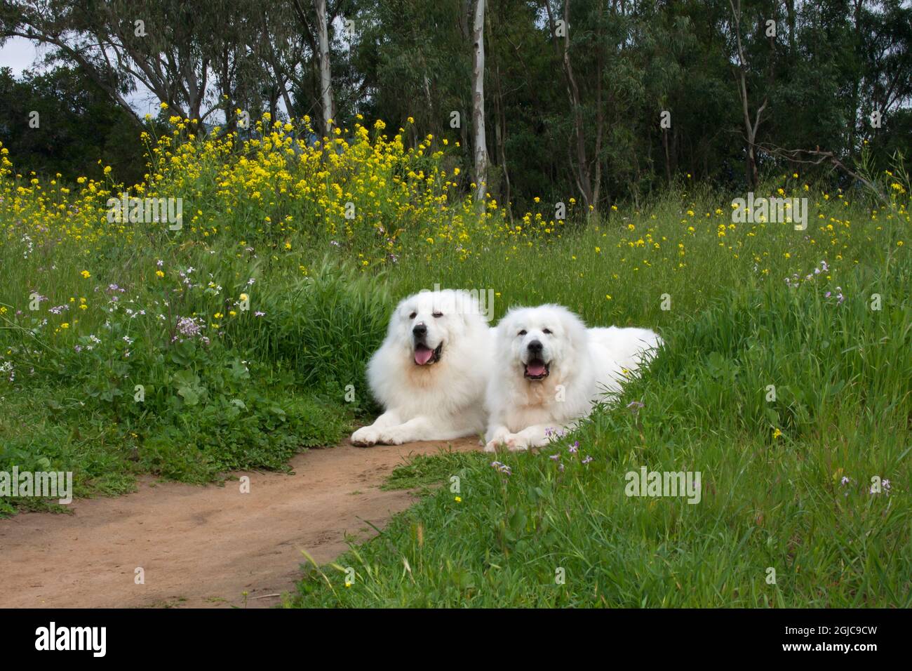 Great Pyrenees in field of mustard flowers Stock Photo - Alamy