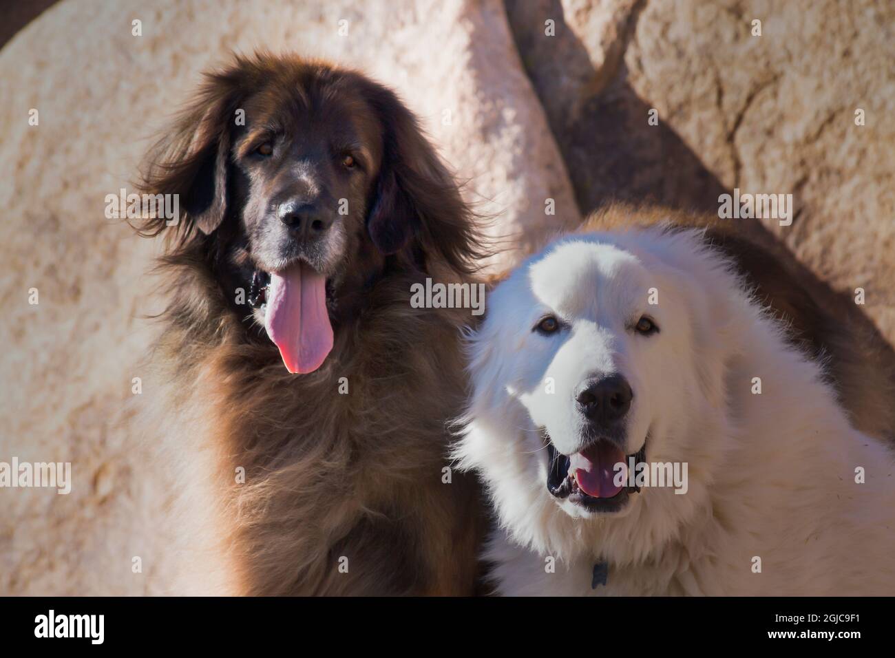 Great Pyrenees and Leonberger on granite boulders Stock Photo - Alamy