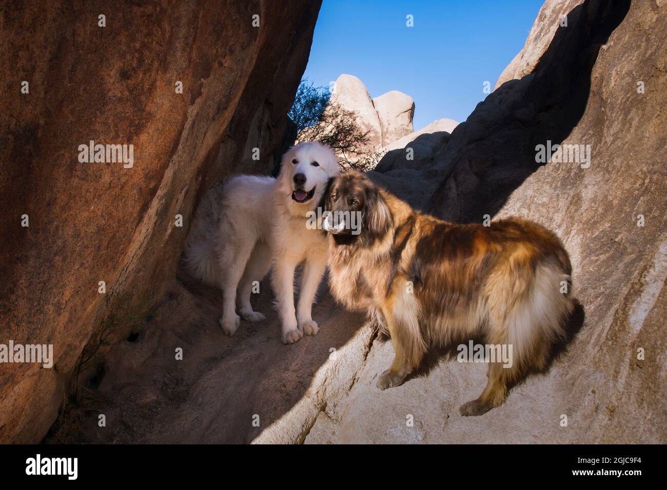 Great Pyrenees and Leonberger on granite boulders Stock Photo - Alamy