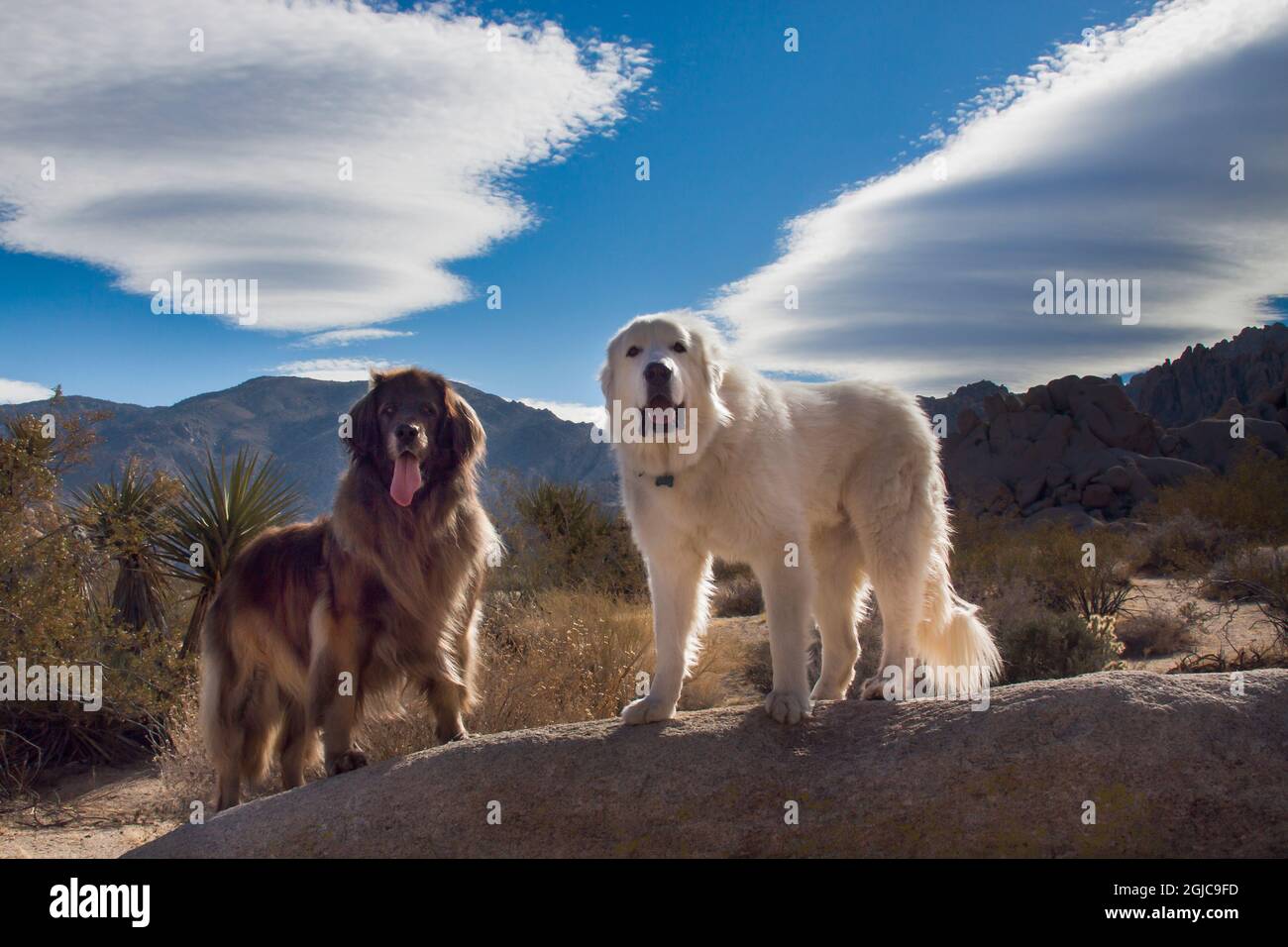 Great Pyrenees and Leonberger on granite boulders Stock Photo - Alamy