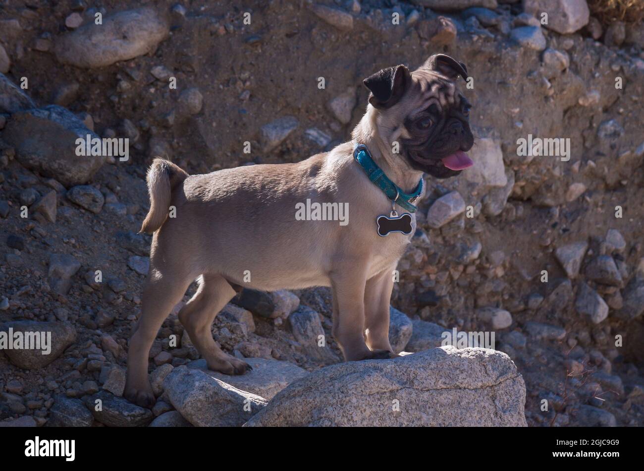 Pug puppy in the desert Stock Photo - Alamy
