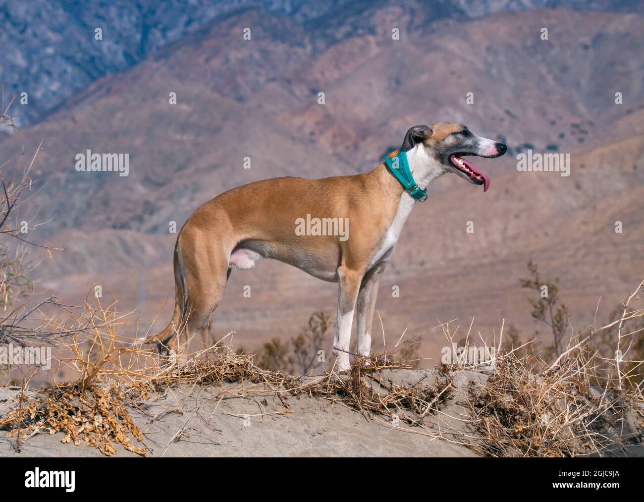 Whippets in the desert Stock Photo - Alamy