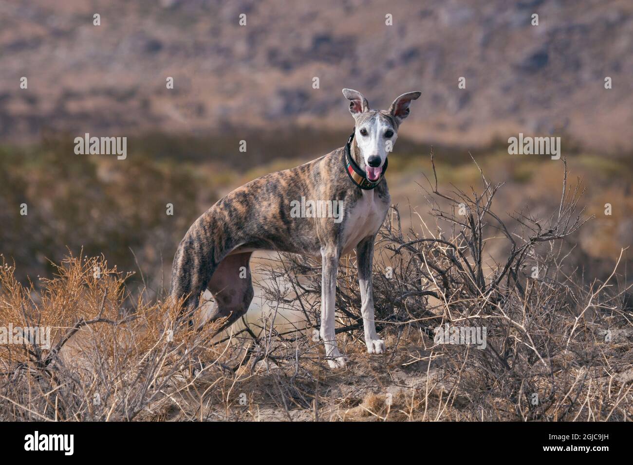 Whippets in the desert Stock Photo - Alamy