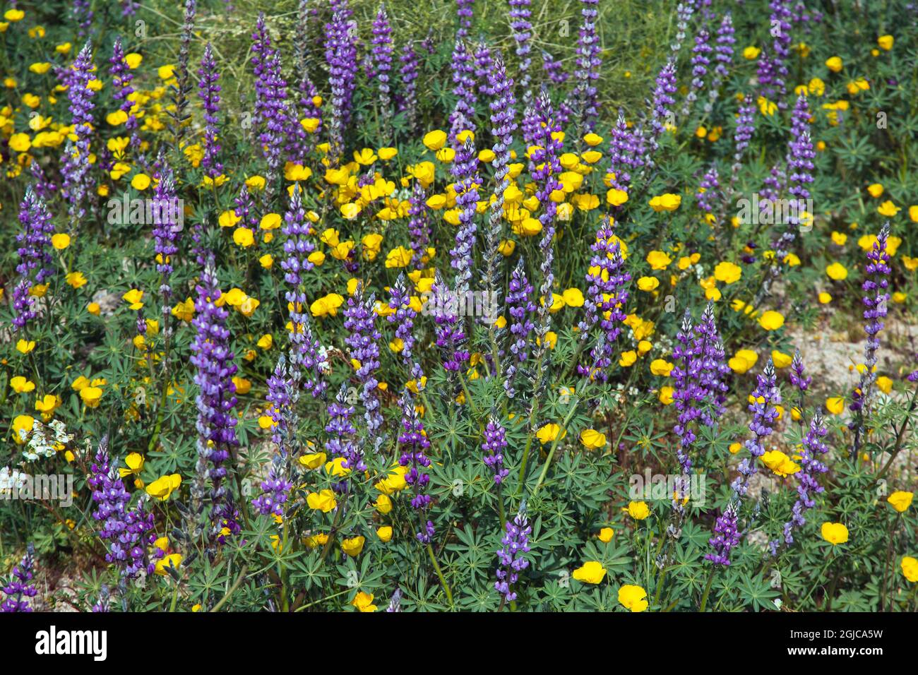 Super bloom Wildflowers, Joshua Tree National Park, California Stock ...