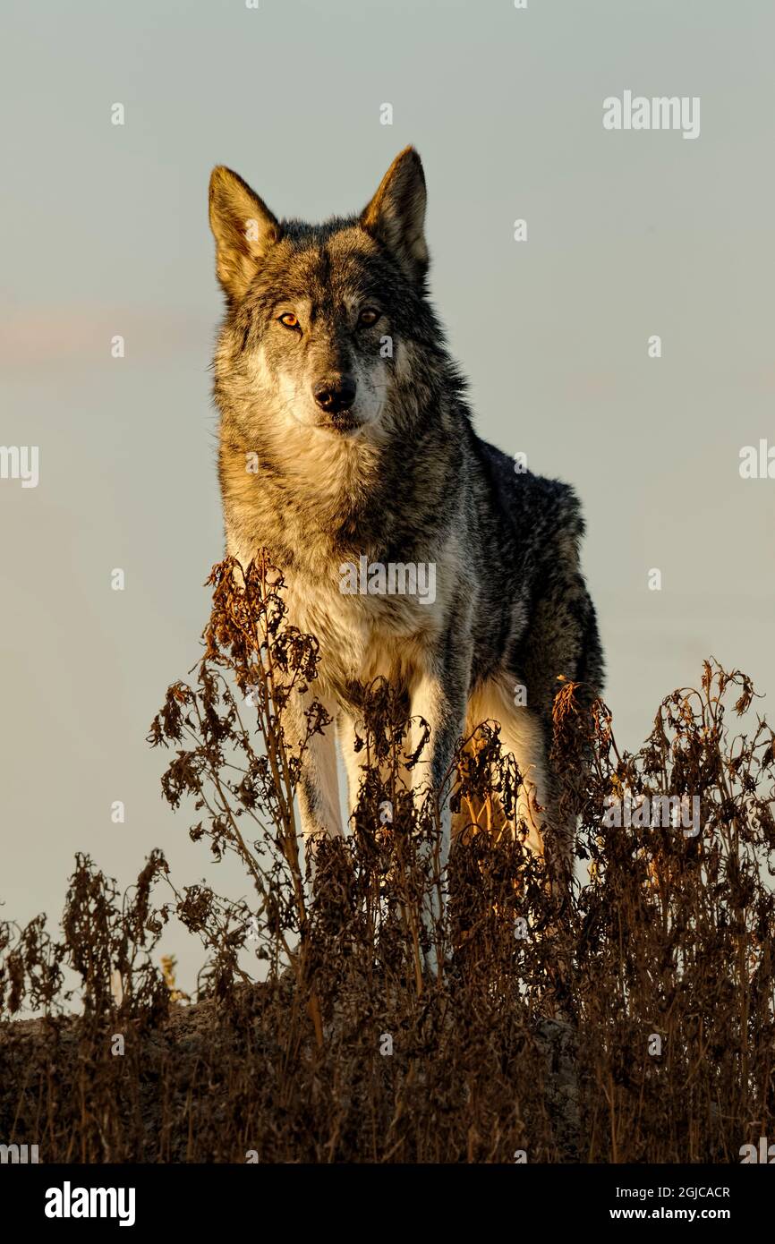 Wolf, The Wild Animal Sanctuary, Colorado Stock Photo - Alamy