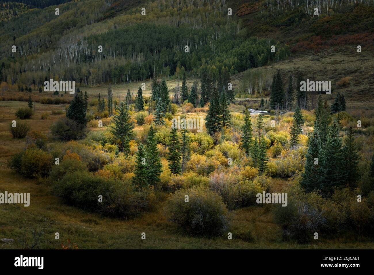 Stand of willows and evergreen trees below hillside of aspen trees ...