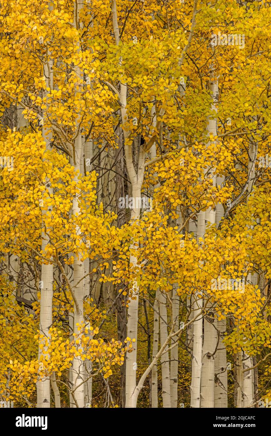 Stand of aspen tree trunks and golden leaves in autumn, Uncompahgre ...