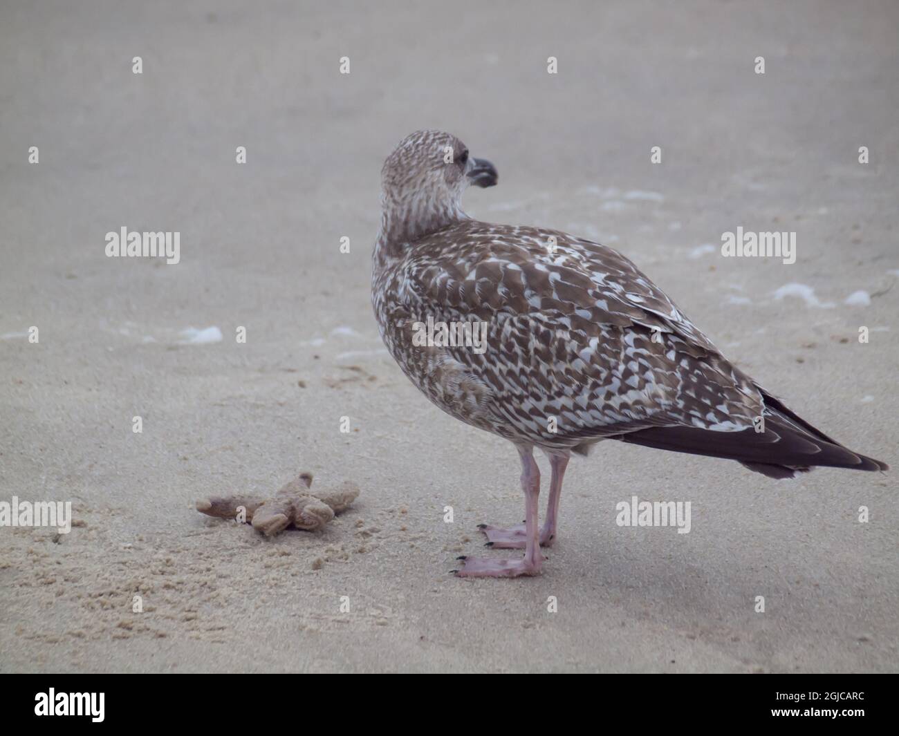 German avian species hi-res stock photography and images - Alamy
