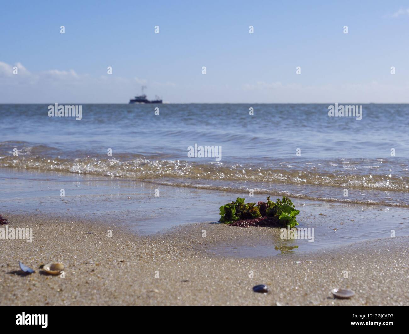 Seaweed and shells scattered on the seashore, Sylt, Germany Stock Photo ...
