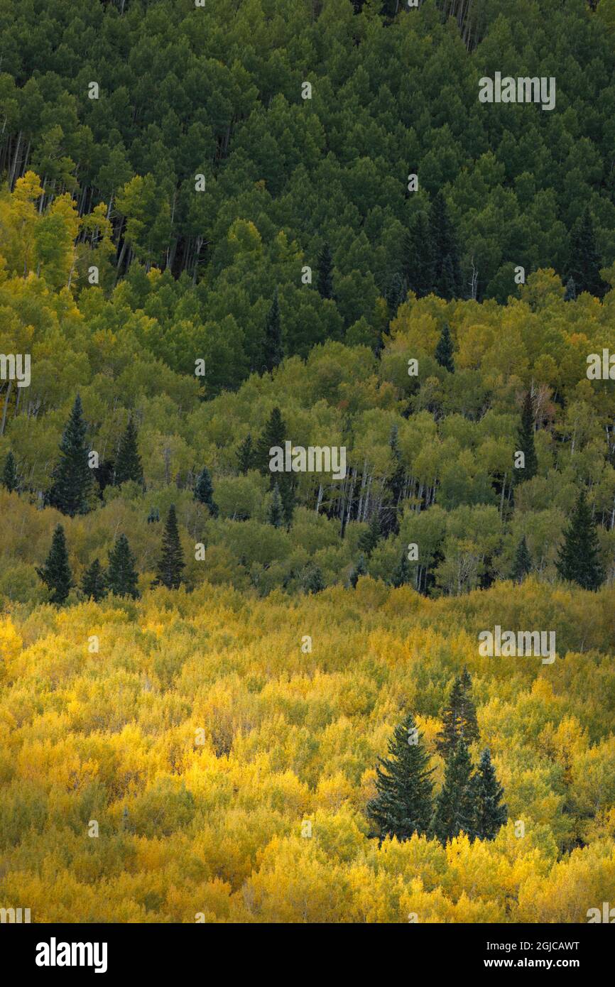 Light shining on evergreen trees among huge mountain slope of Aspen ...