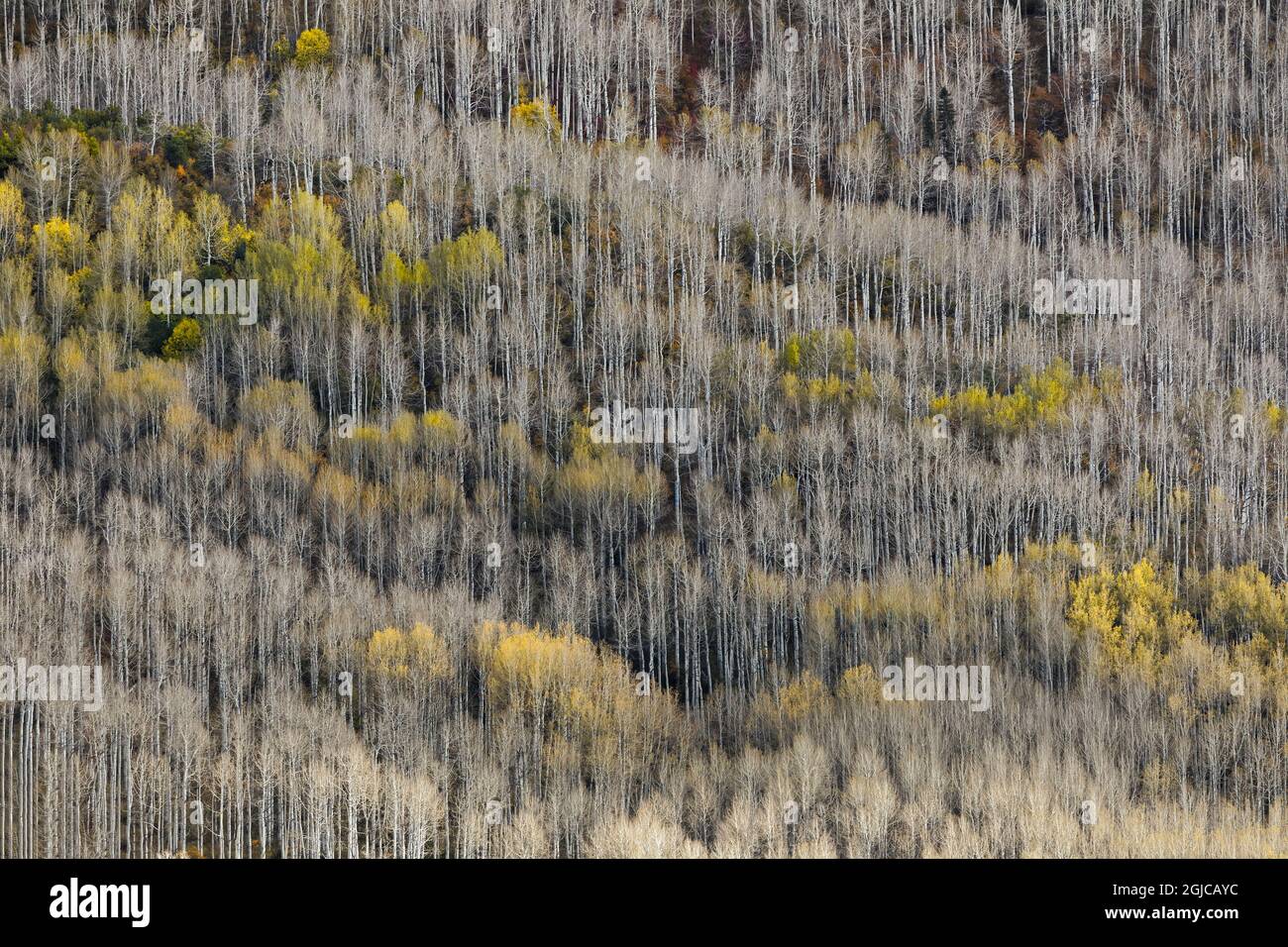 Pattern in aspen tree and tree trunks, Uncompahgre National Forest ...