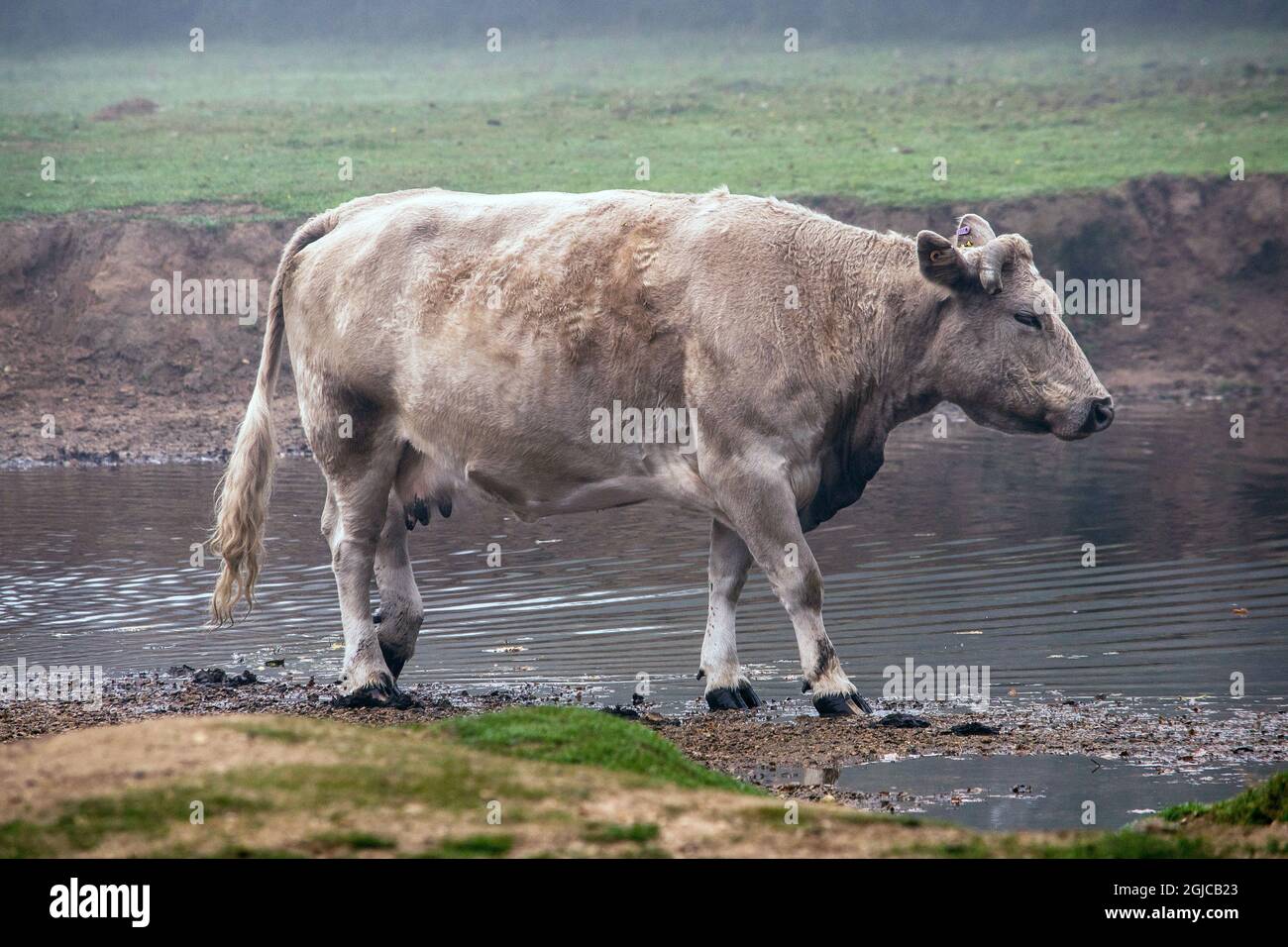 Feral Cow High Resolution Stock Photography and Images - Alamy