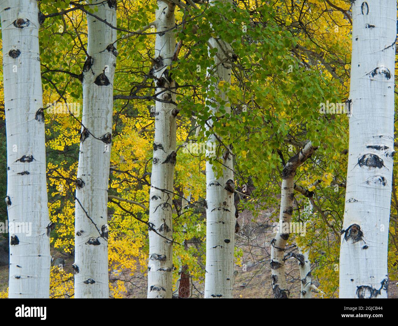 Aspen Tree Trunks, Rocky Mountain National Park, Colorado, USA Stock ...