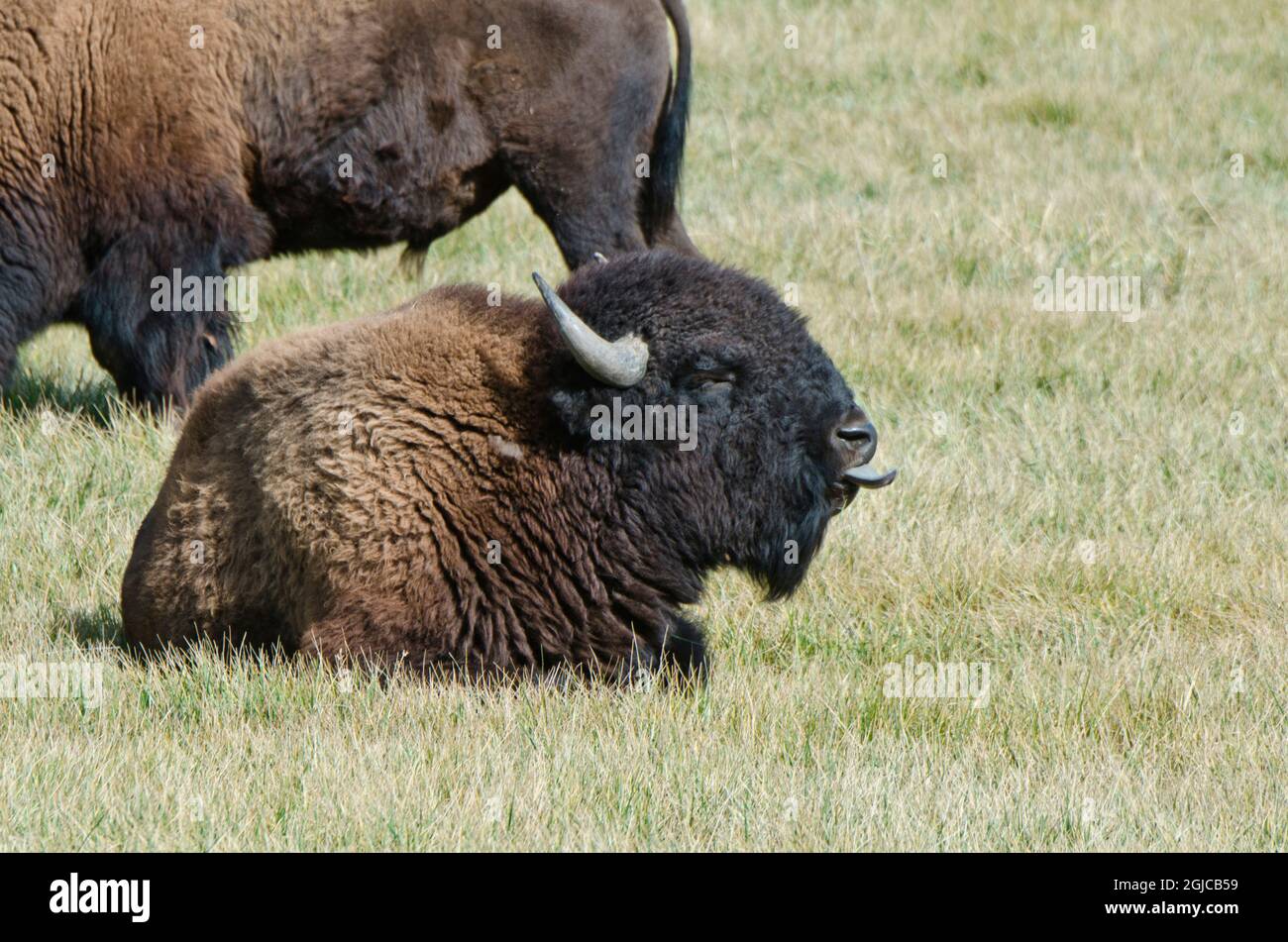 Bison reclining hi-res stock photography and images - Alamy
