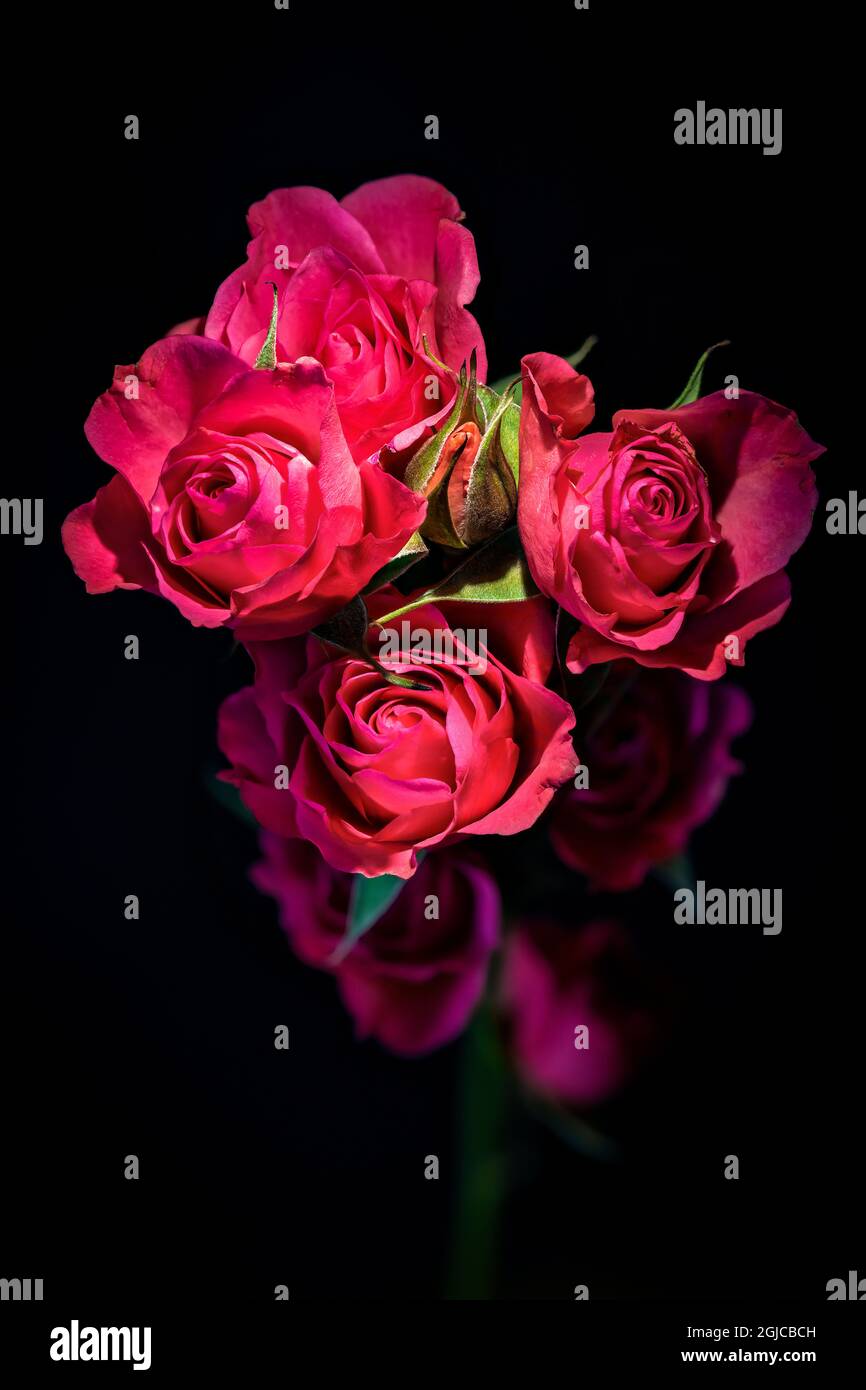 Fred collins hi-res stock photography and images - Alamy