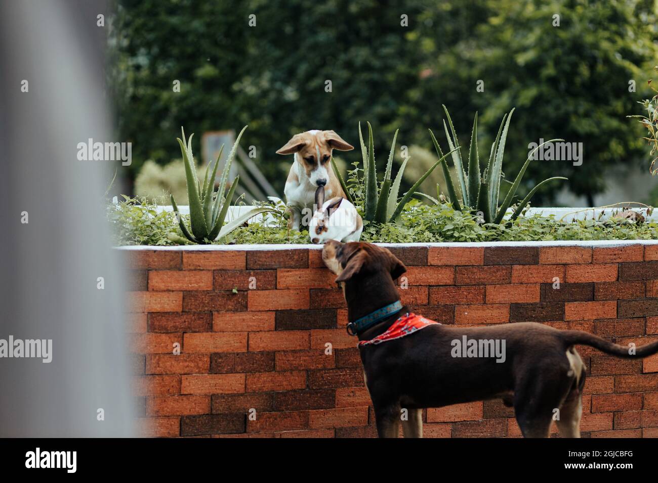 Rottweiler playing with a Jack Russell Terrier and a rabbit on plants ...