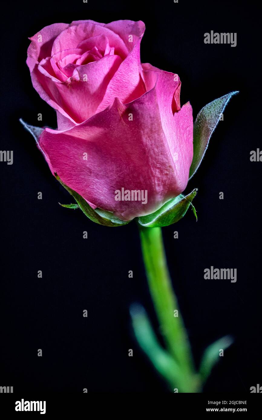 Rose collins hi-res stock photography and images - Alamy