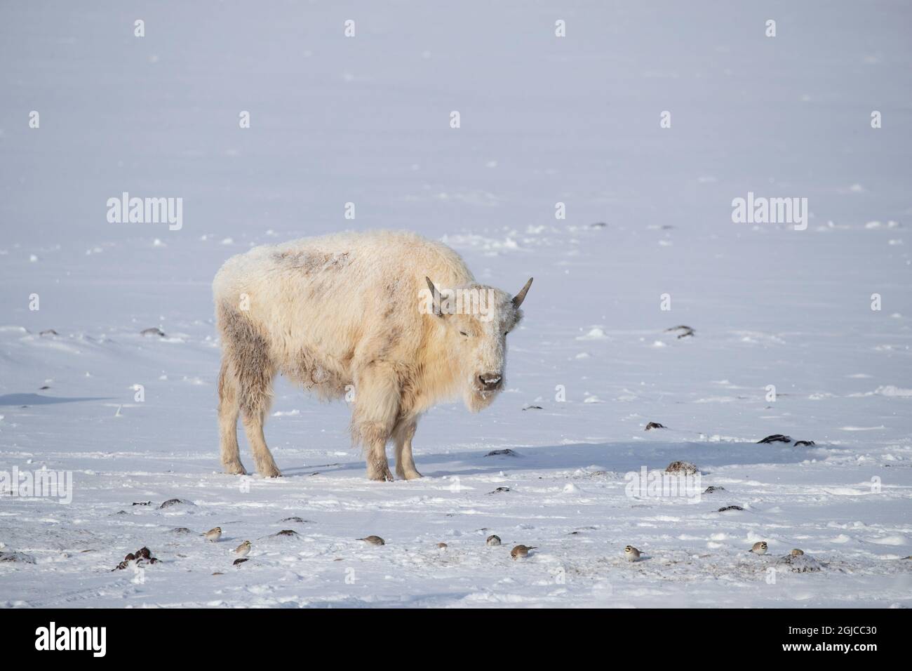 Albino bison hi-res stock photography and images - Alamy