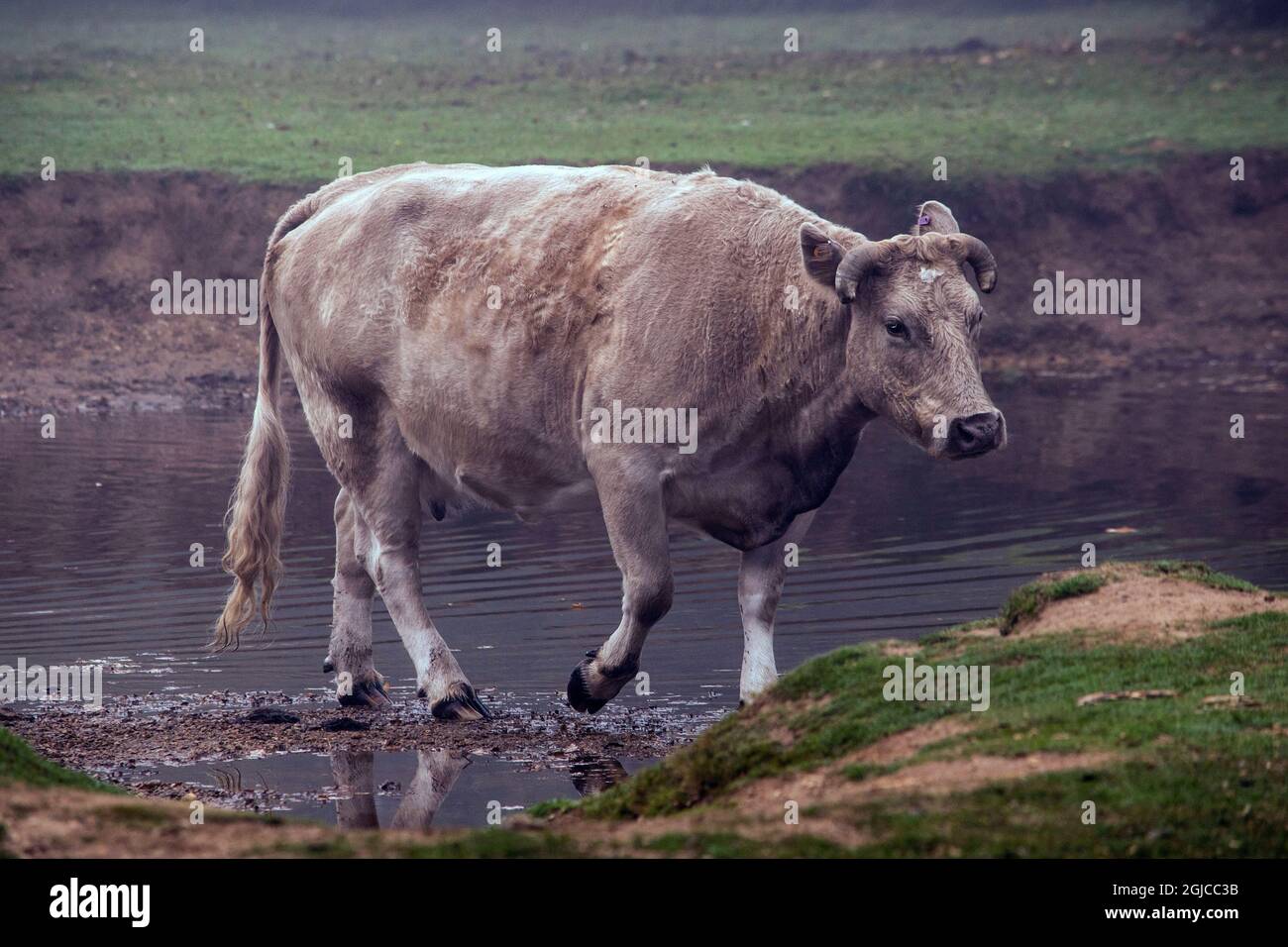 Feral cows hi-res stock photography and images - Alamy