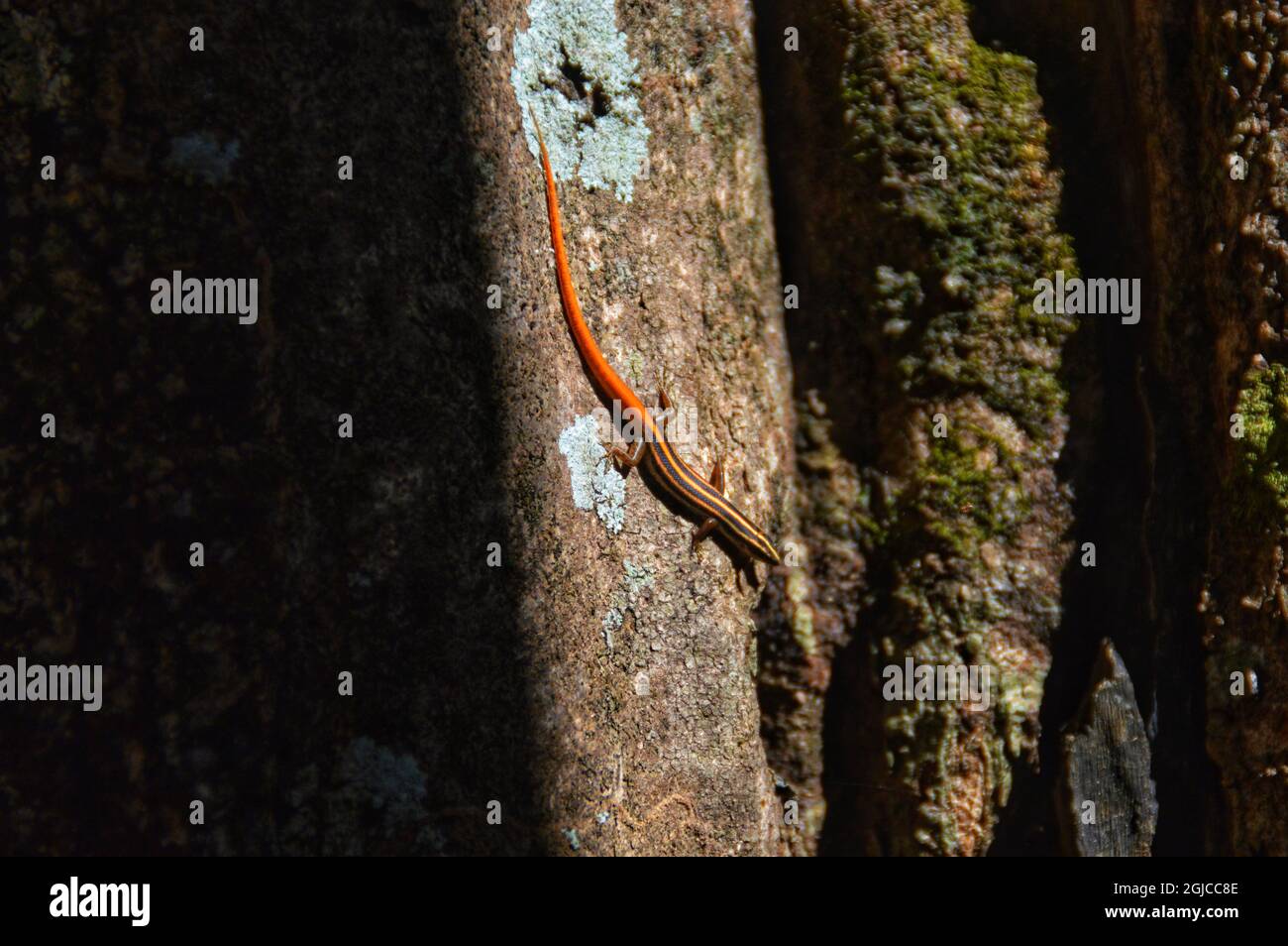 Lipinia vittigera lizard or common striped skink on a tree trunk in the ...