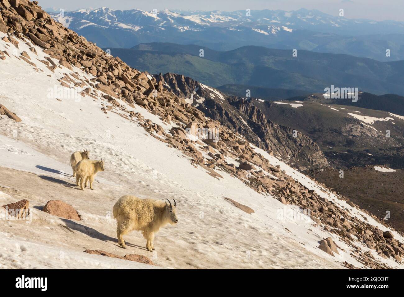 Mt goats hi-res stock photography and images - Alamy