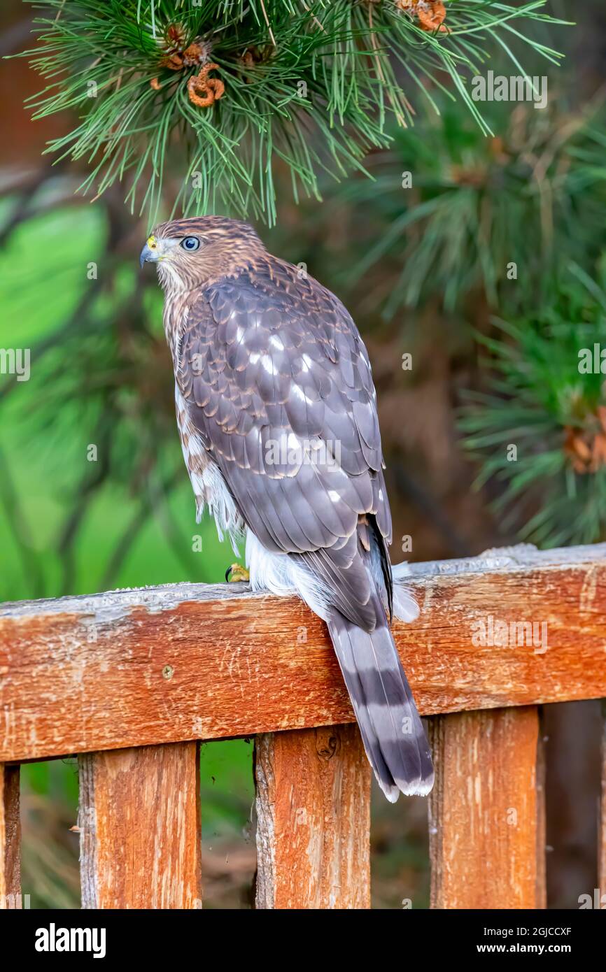 Female coopers hawk hi-res stock photography and images - Alamy