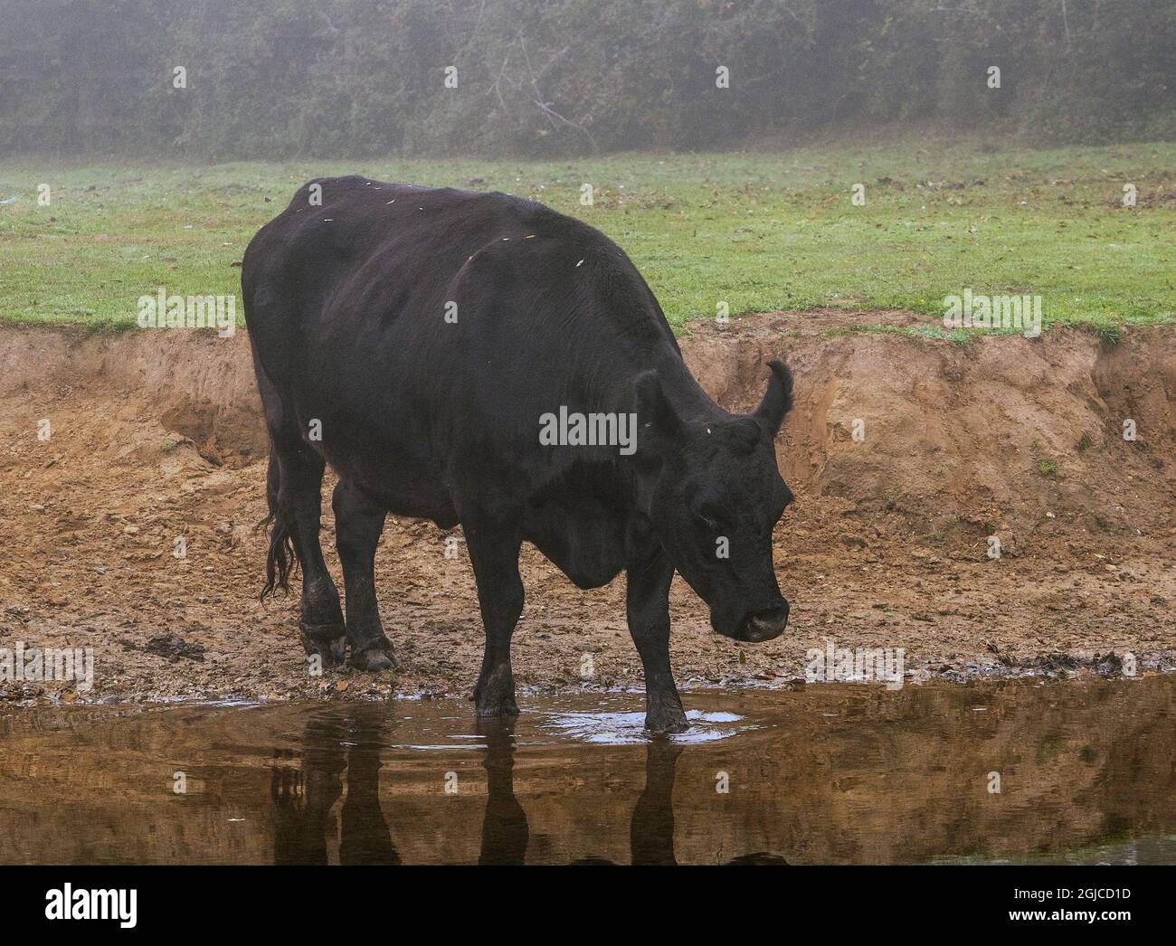 Feral Cow High Resolution Stock Photography and Images - Alamy