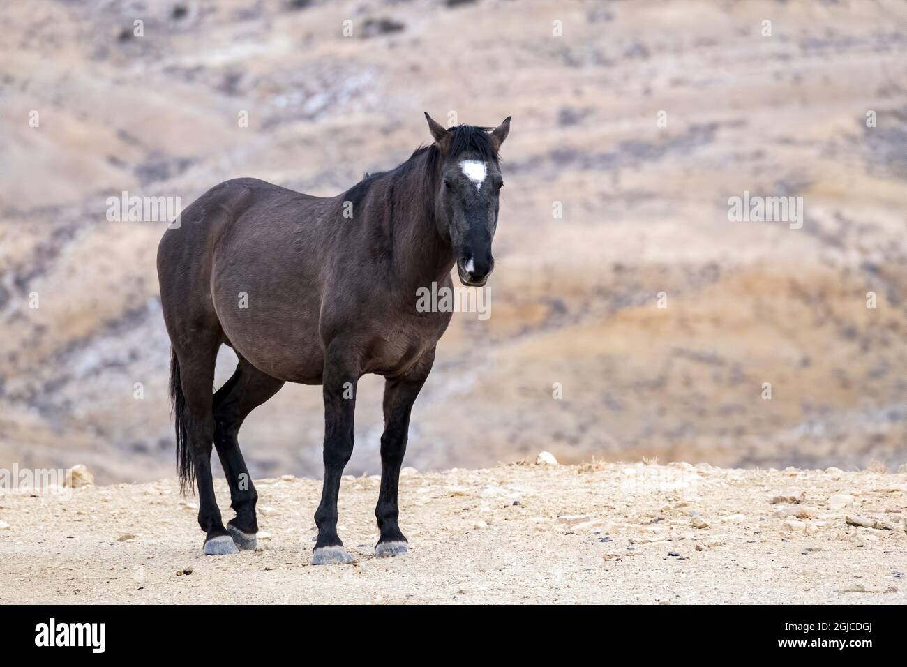 Wild horse, Colorado, USA Stock Photo - Alamy