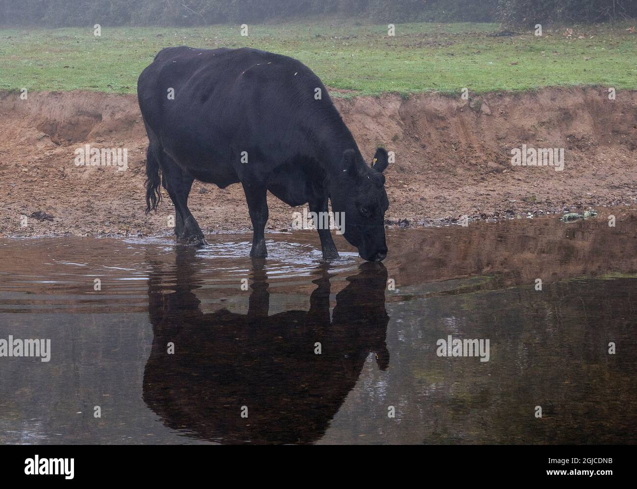 Feral Cow High Resolution Stock Photography and Images - Alamy