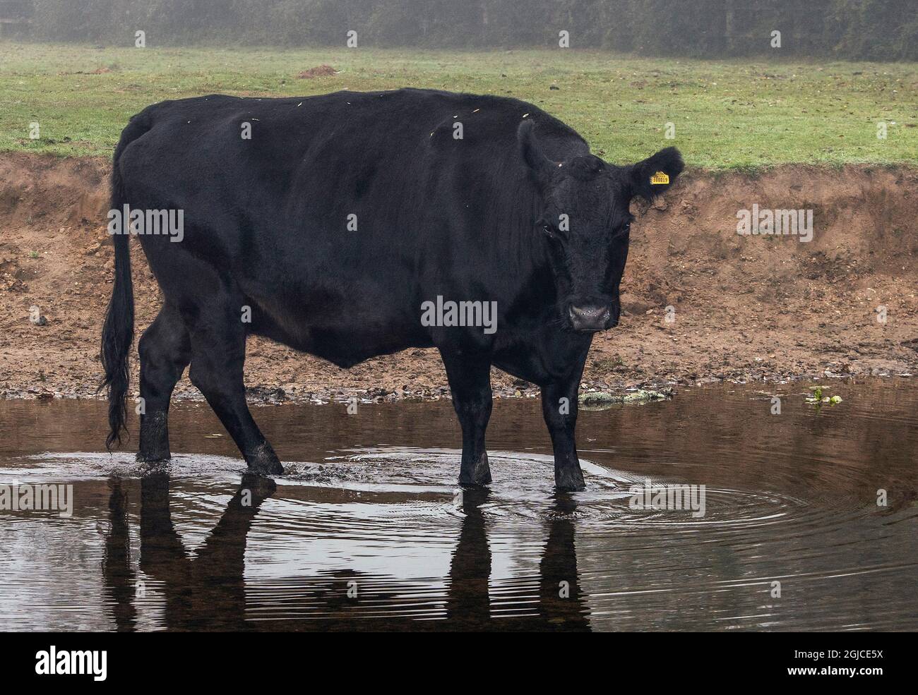 Feral Cow High Resolution Stock Photography and Images - Alamy