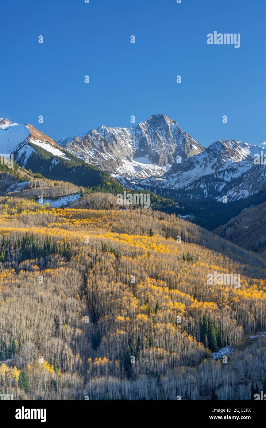 USA, Colorado, White River National Forest, Aspen and evergreen forest ...
