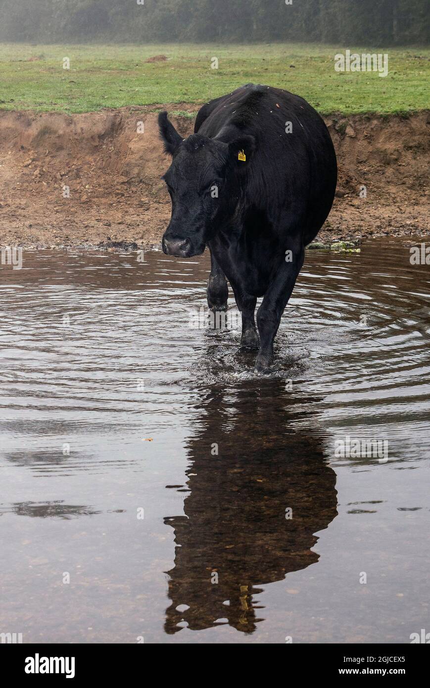 Feral cows hi-res stock photography and images - Alamy
