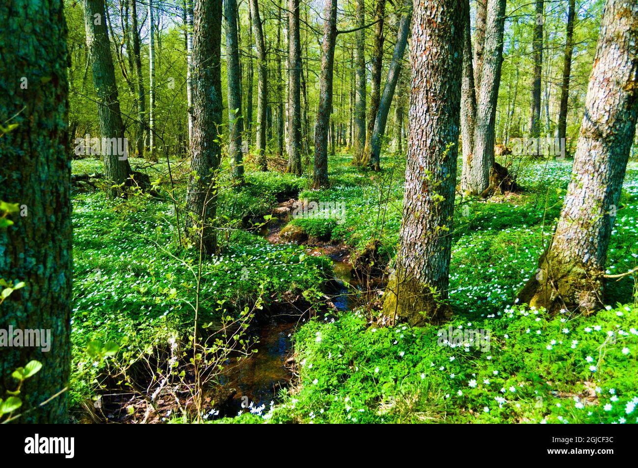Beautiful green forest with a small brook flowing through the trees ...