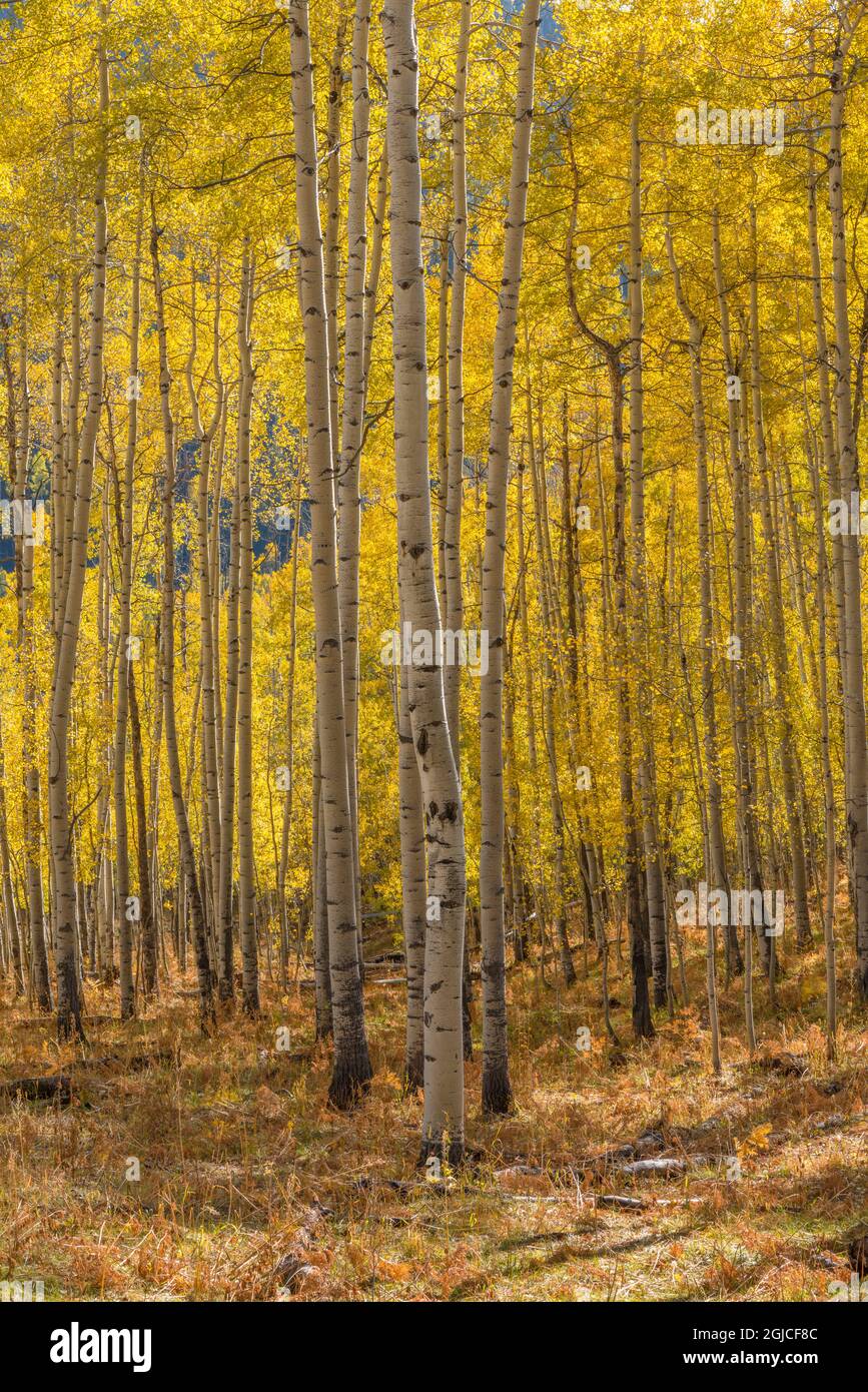 USA, Colorado, Uncompahgre National Forest, Grove of autumn colored ...