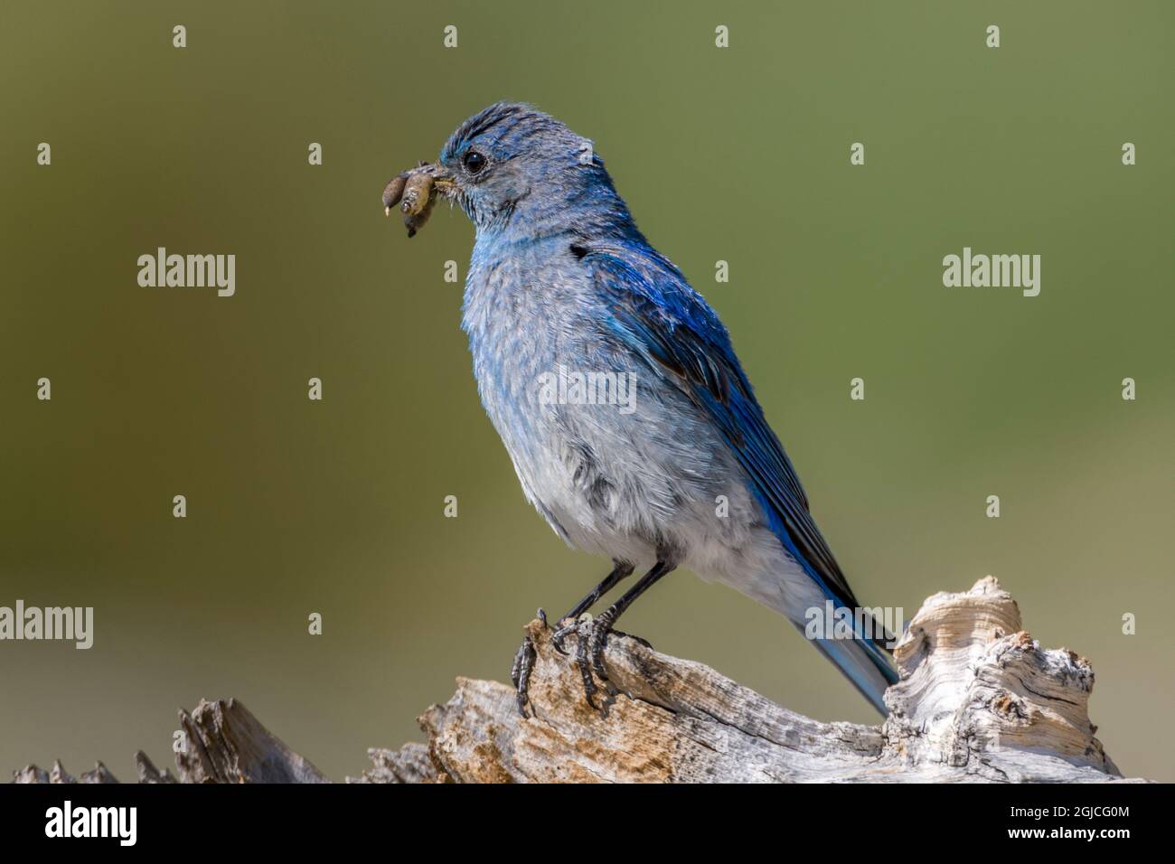 A mountain bluebird with larva. Colorado, Rocky Mountains Stock Photo ...